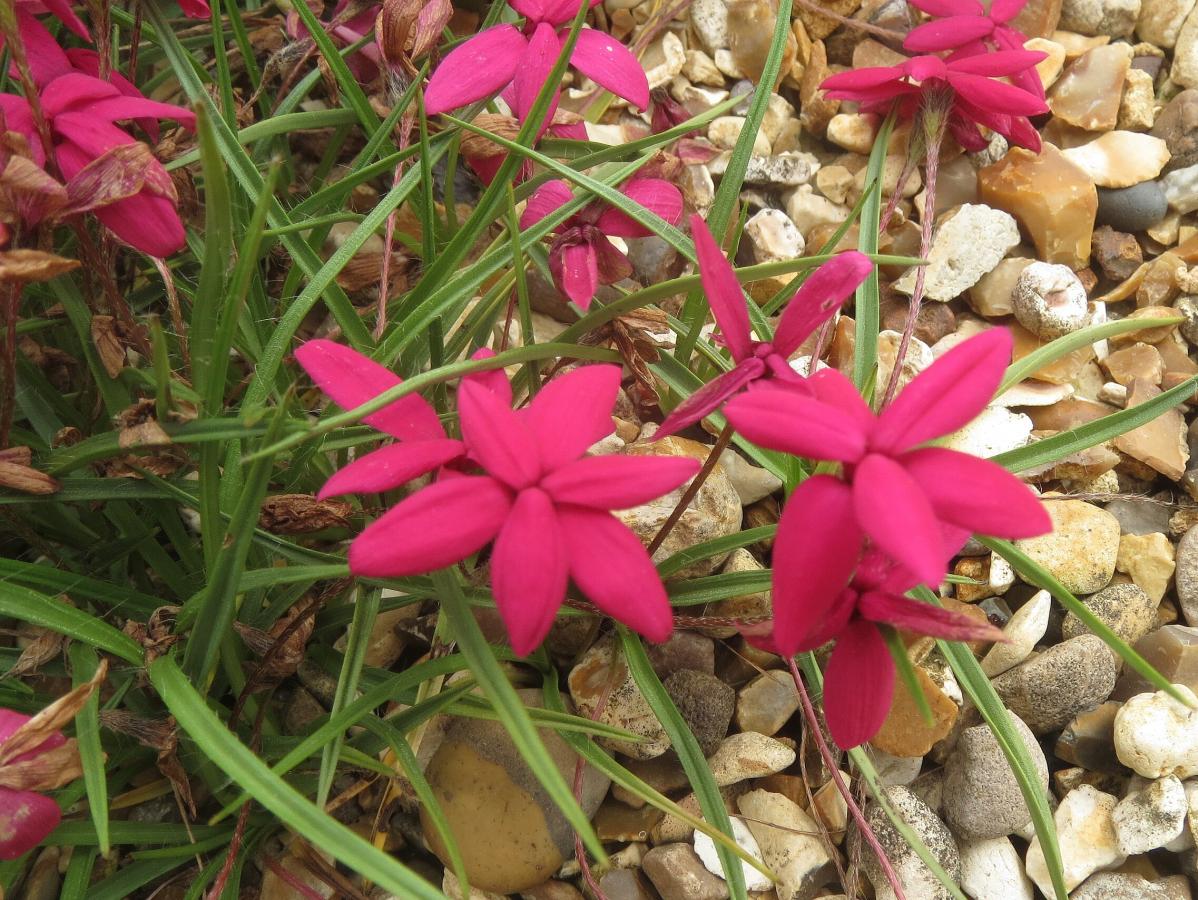 Étoile rouge (Rhodohypoxis baurii) : culture, entretien, semis